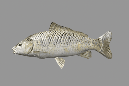 The Unusual World of Ghost Carp: An In-Depth Look at This Artificial ...